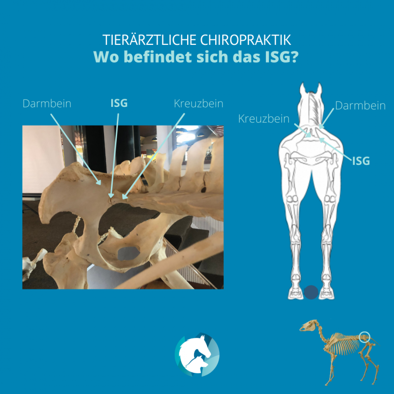 Wo befindet sich das ISG? - Tierärztliche Chiropraktik Tabea C. Schaefer